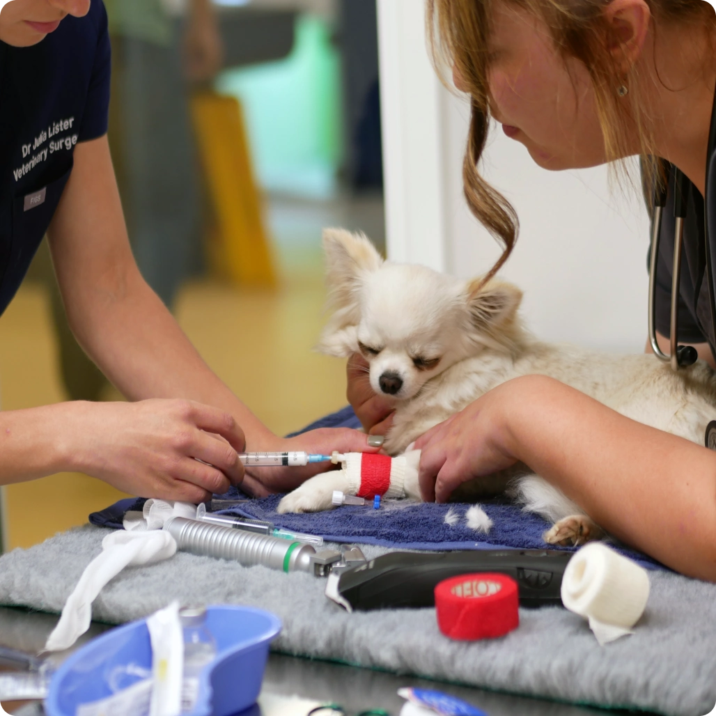 Our Veterinary Services | Hello Vet